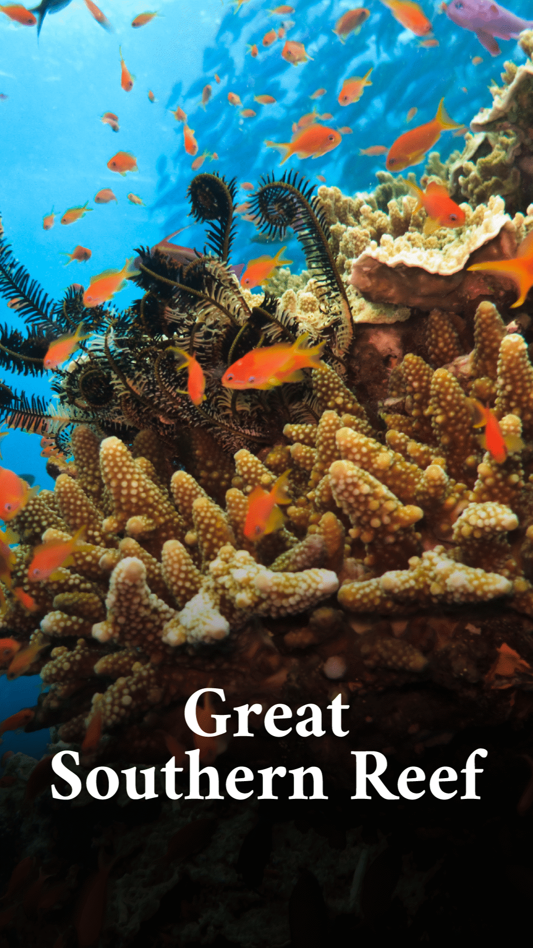 Great Southern Reef Videos & Resources | ClickView