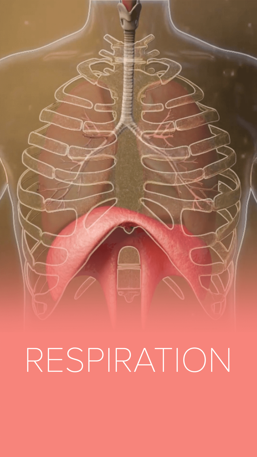 Respiration Videos & Resources | ClickView