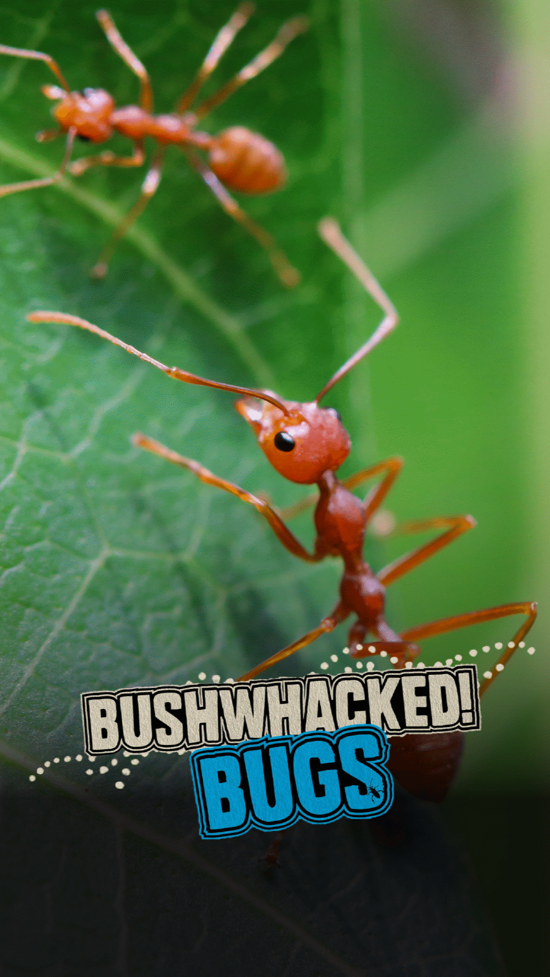 Bushwhacked Bugs! Videos & Resources | ClickView