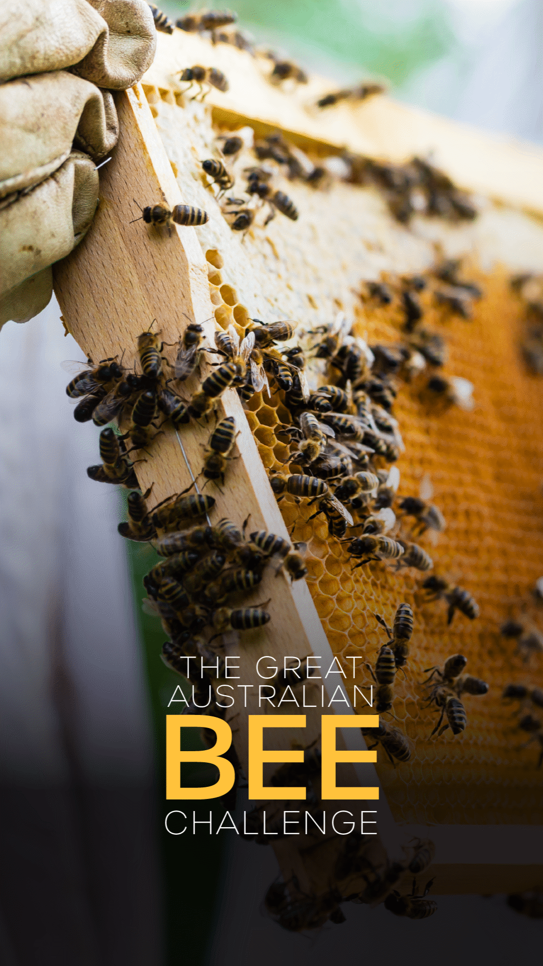 The Great Australian Bee Challenge | ClickView