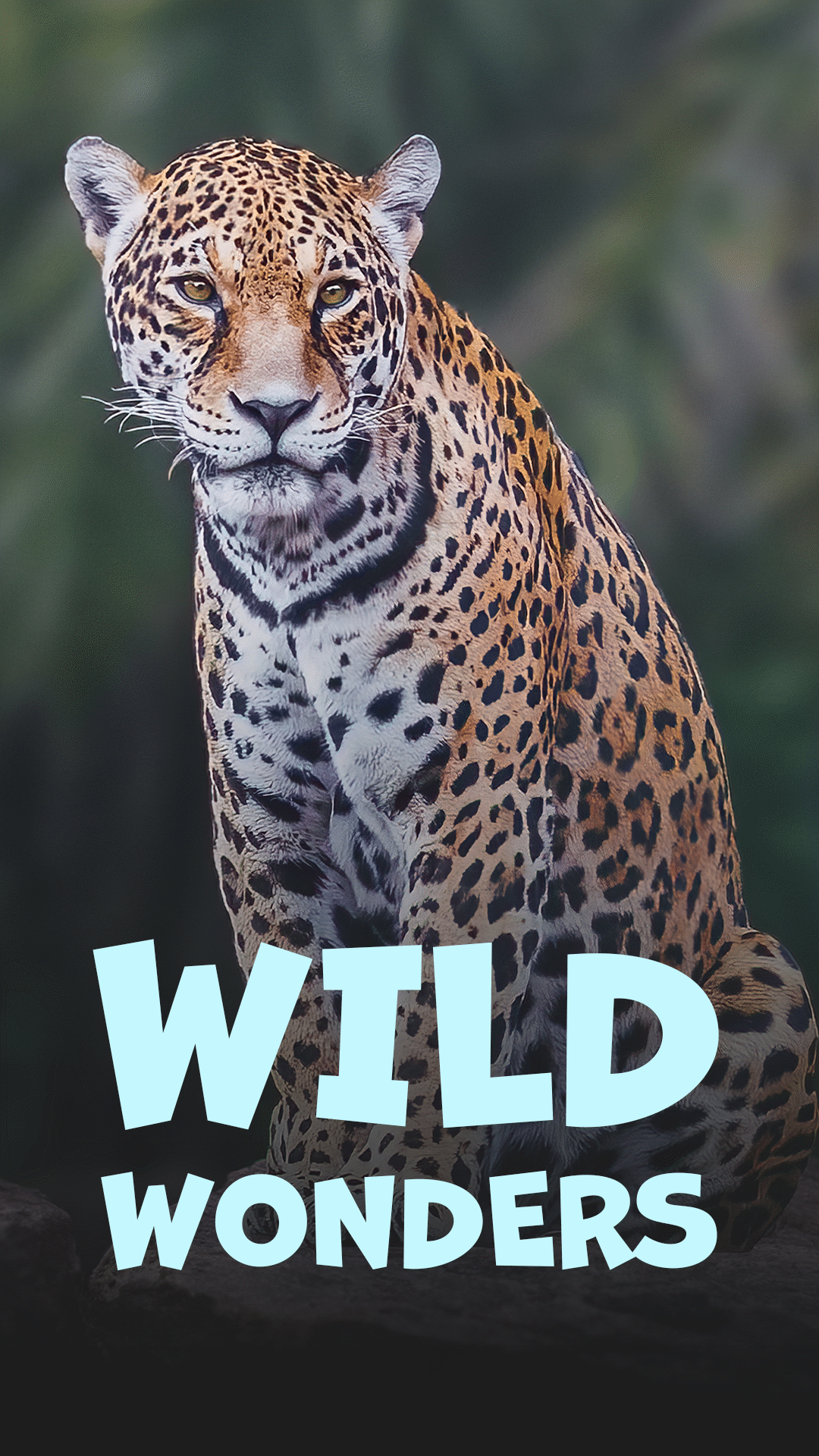 Elementary Videos, Resources & Worksheets | ClickView