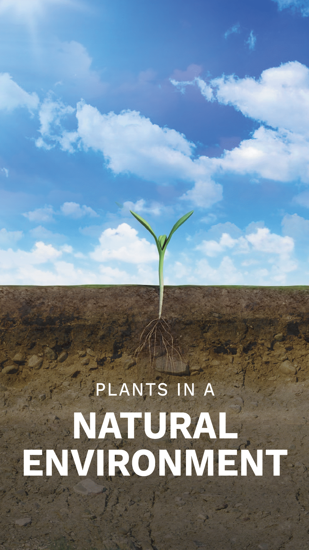 Plants in the Natural Environment | ClickView