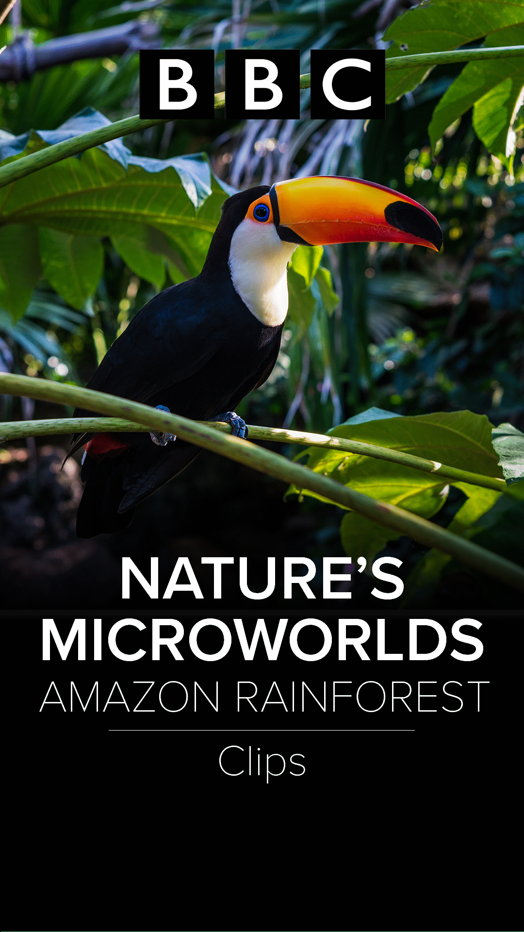 Nature's Microworlds: Amazon Rainforest (Clips) | ClickView