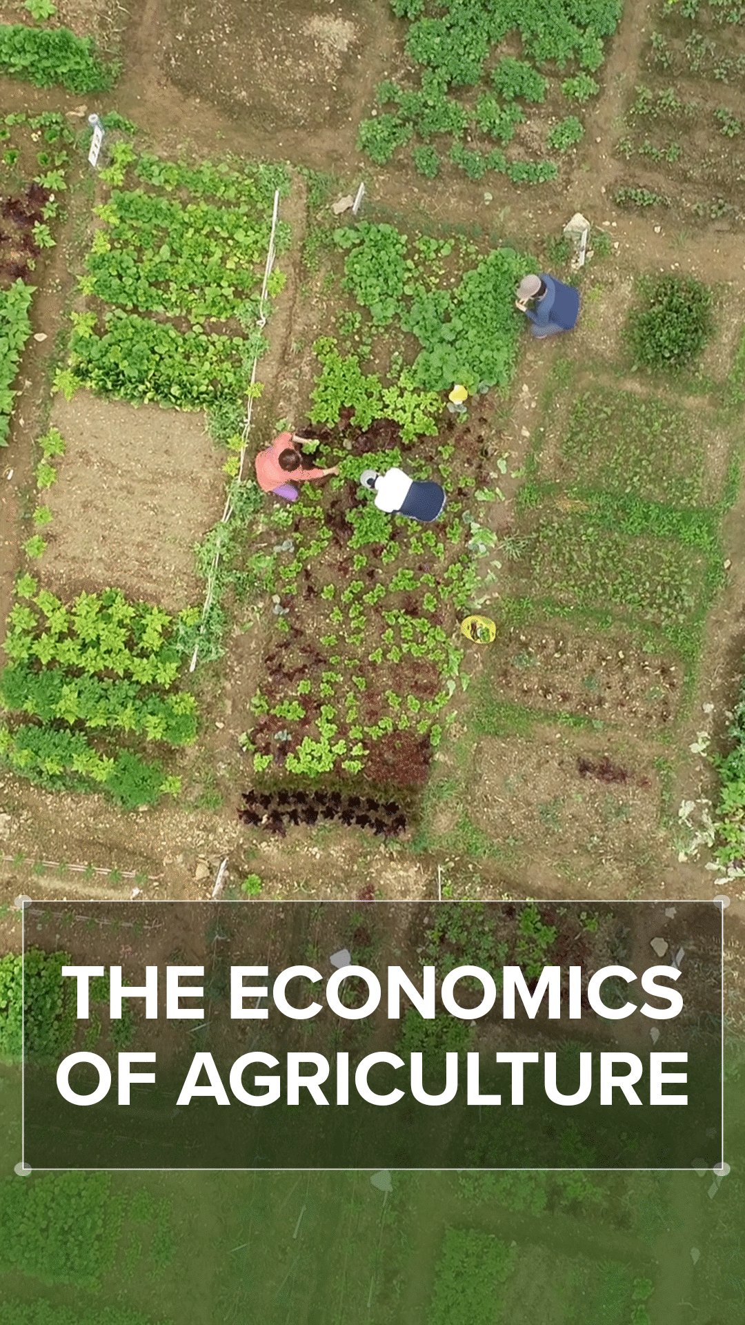 The Economics of Agriculture Videos & Resources | ClickView