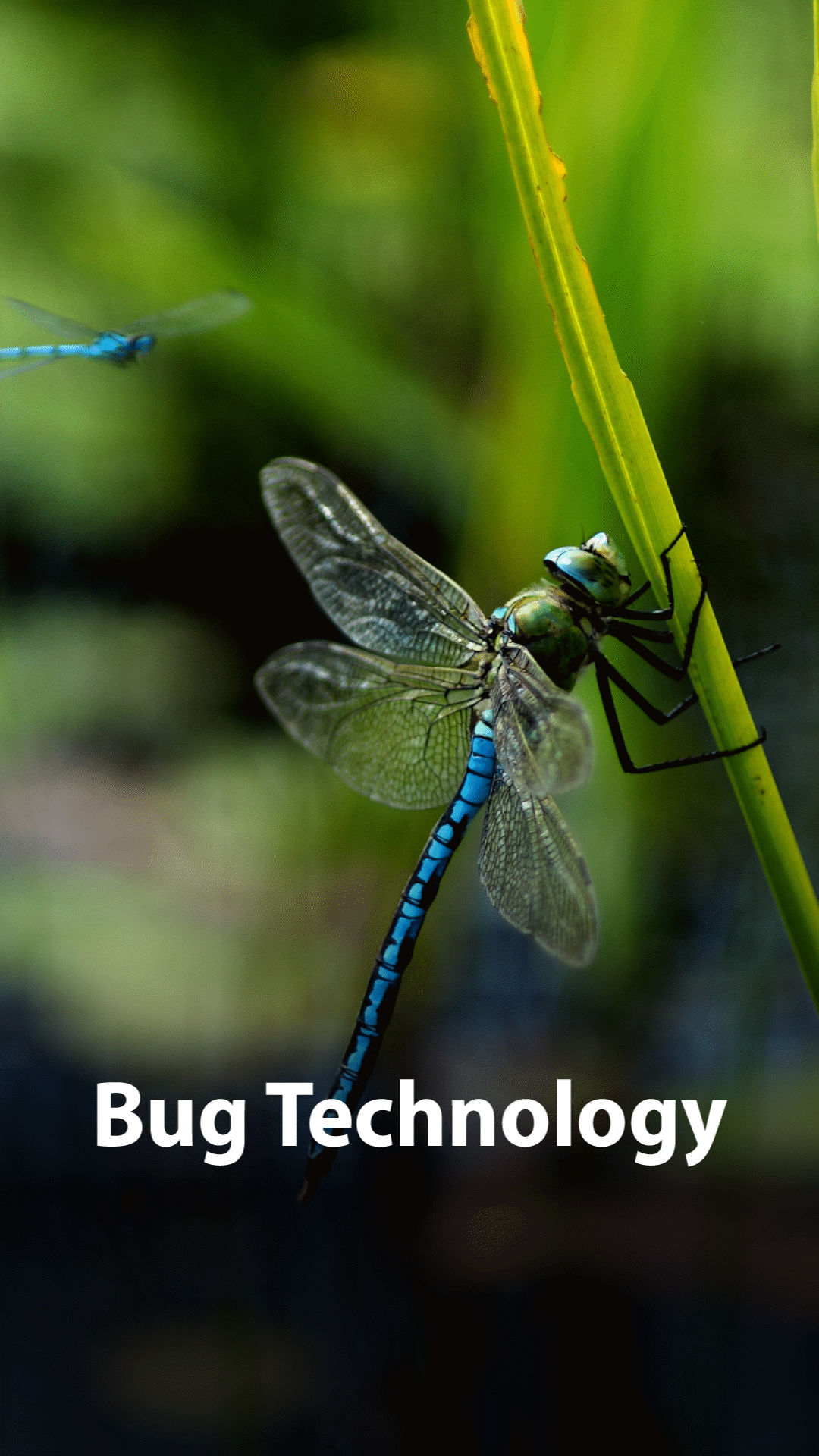 Bug Technology Videos & Resources | ClickView