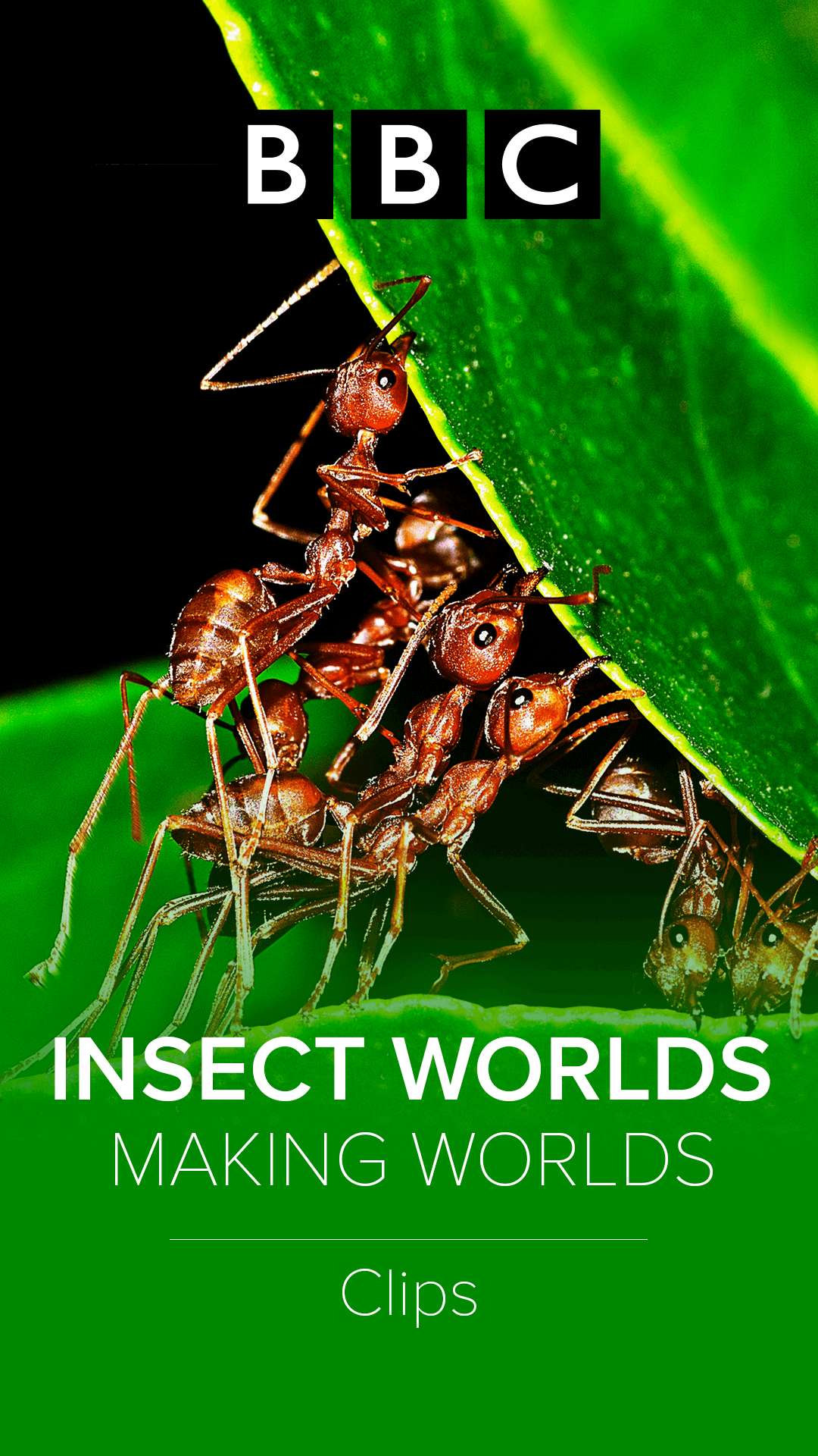 Insect Worlds: Making Worlds (Clips) | ClickView