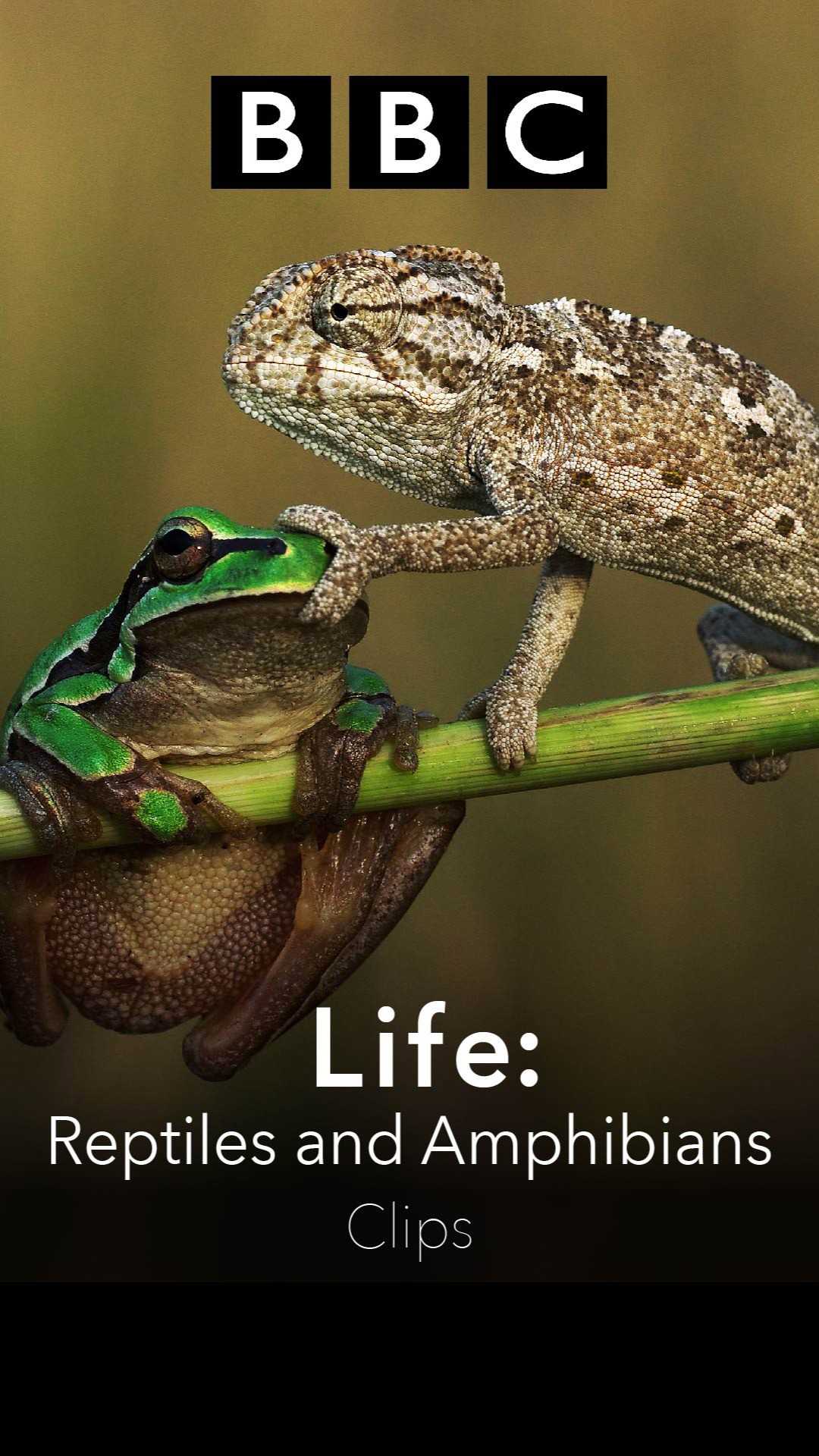Reptiles and Amphibians | ClickView