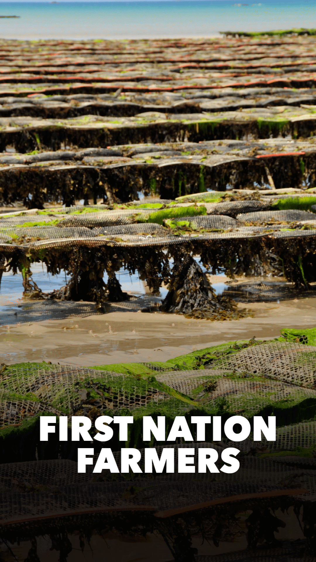 First Nation Farmers Videos & Resources | ClickView