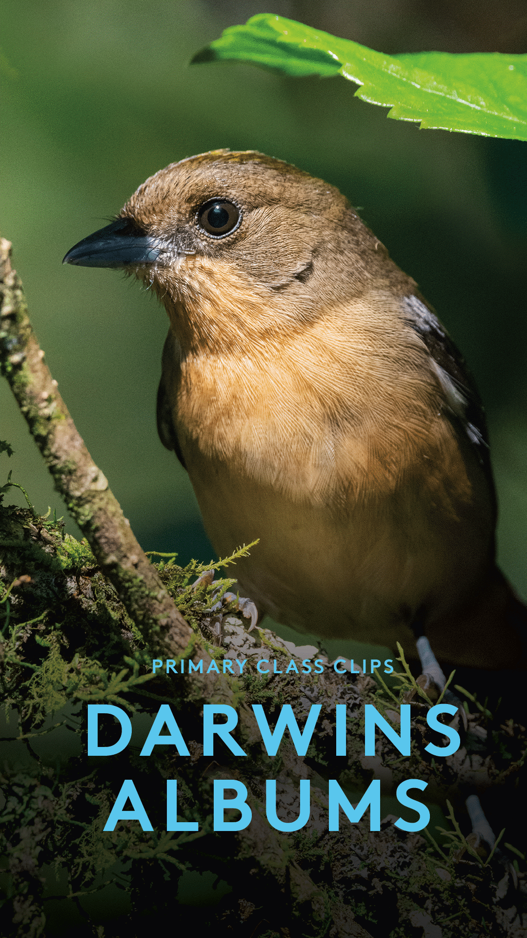 Primary Class Clips: Darwin's Album | ClickView