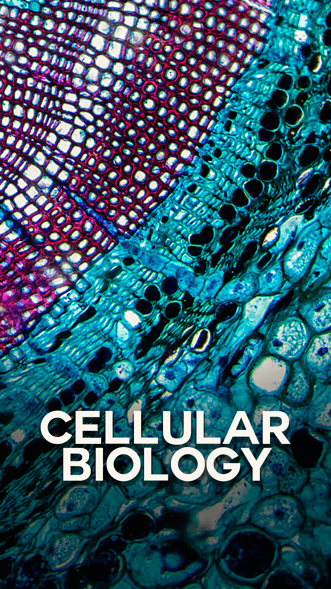 Cellular Biology Videos & Resources | ClickView