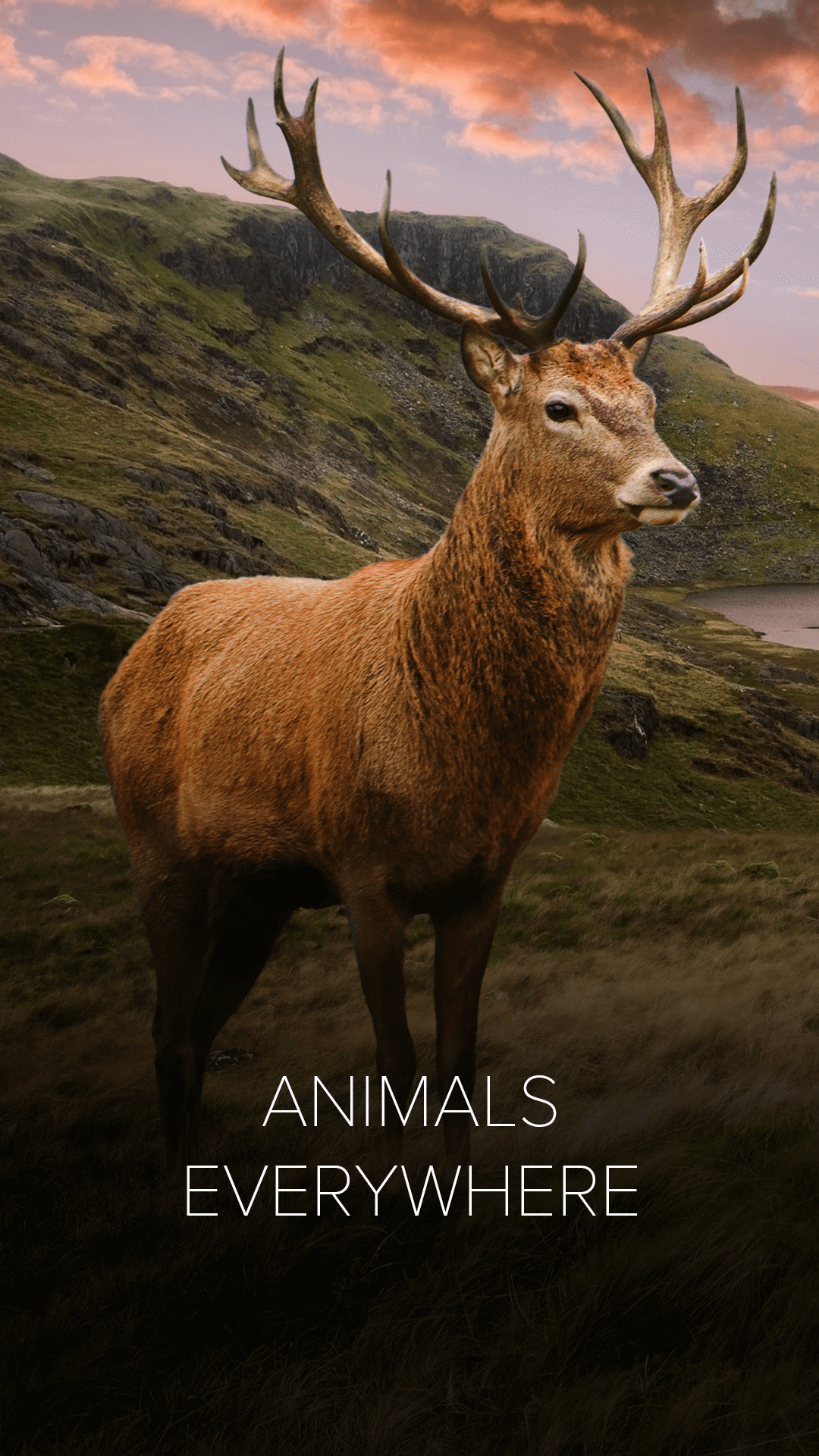 Animals Everywhere Videos & Resources | ClickView