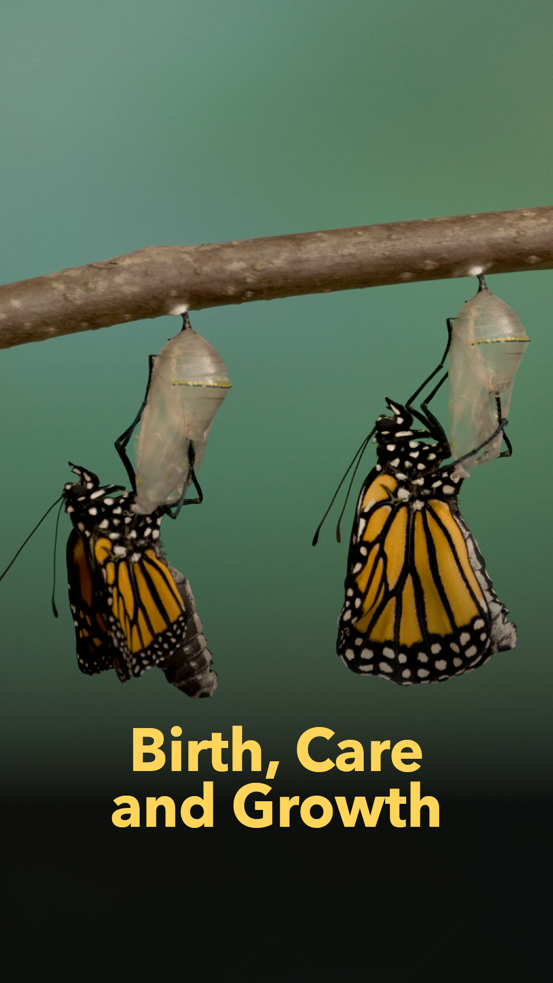 Birth, Care and Growth Videos & Resources | ClickView