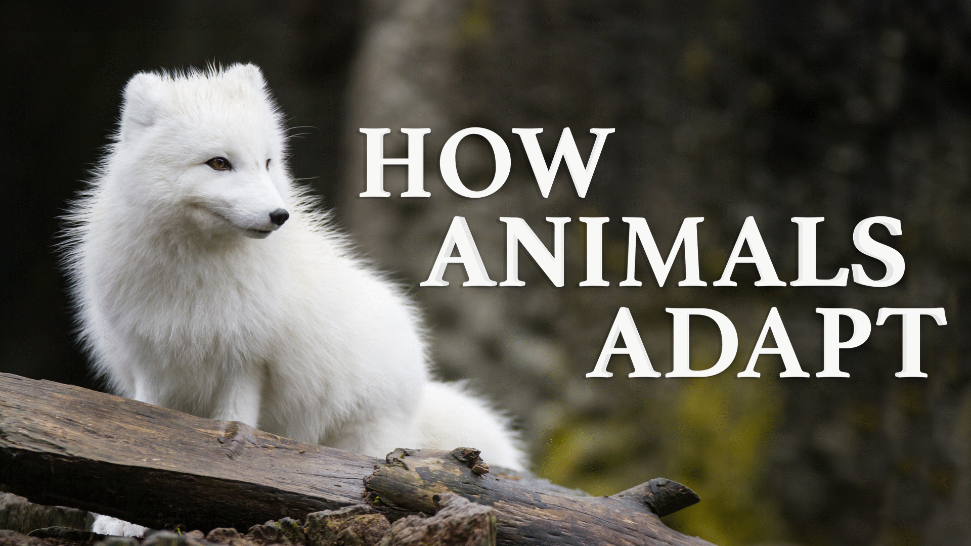 Animal Adaptations (Junior) Video & Resources | ClickView