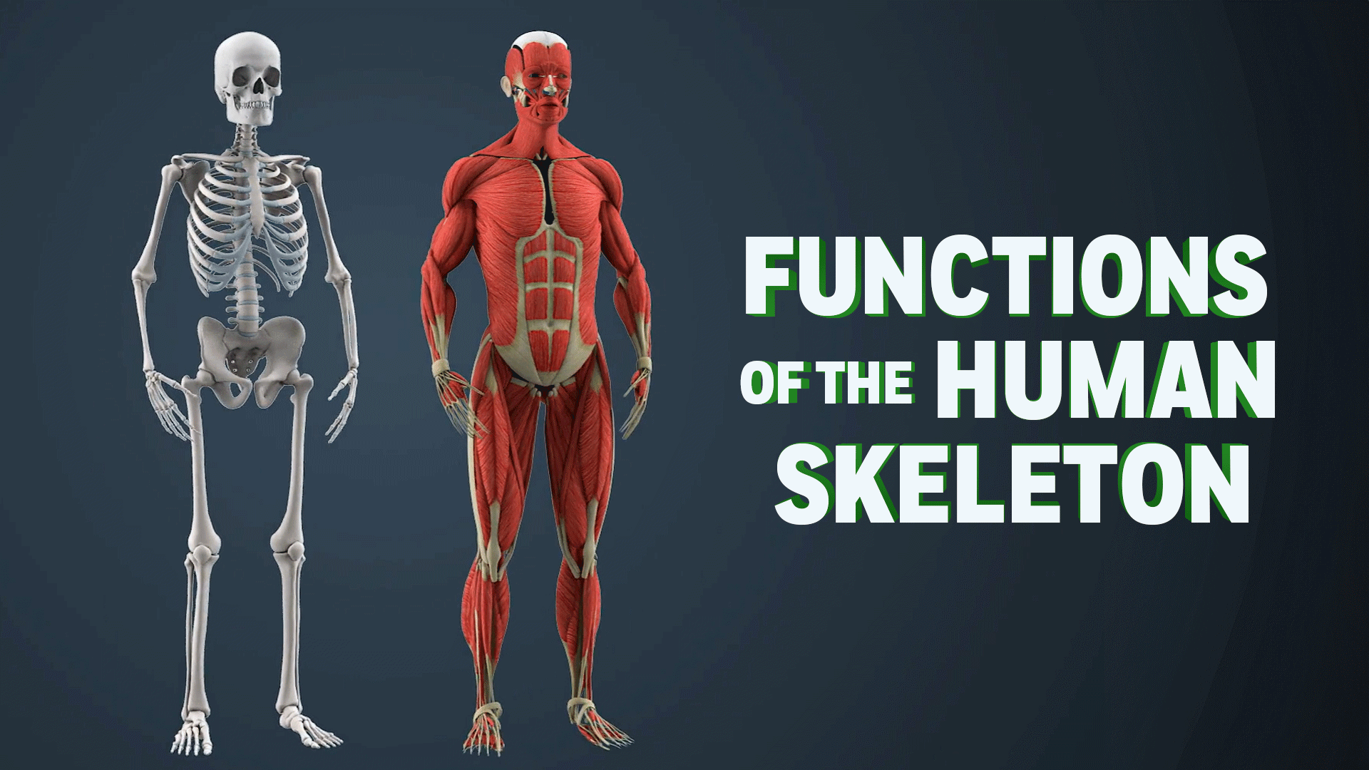 Functions of the Human Skeleton Video & Resources | ClickView