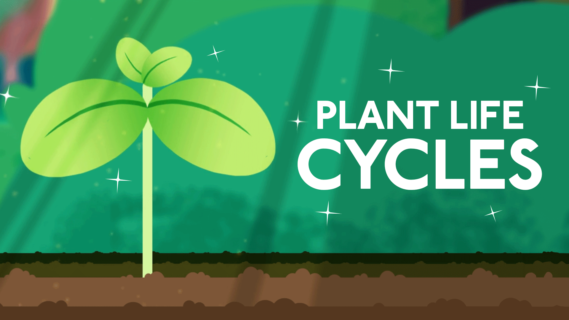 What Are the Stages of a Plant's Life Cycle? | ClickView
