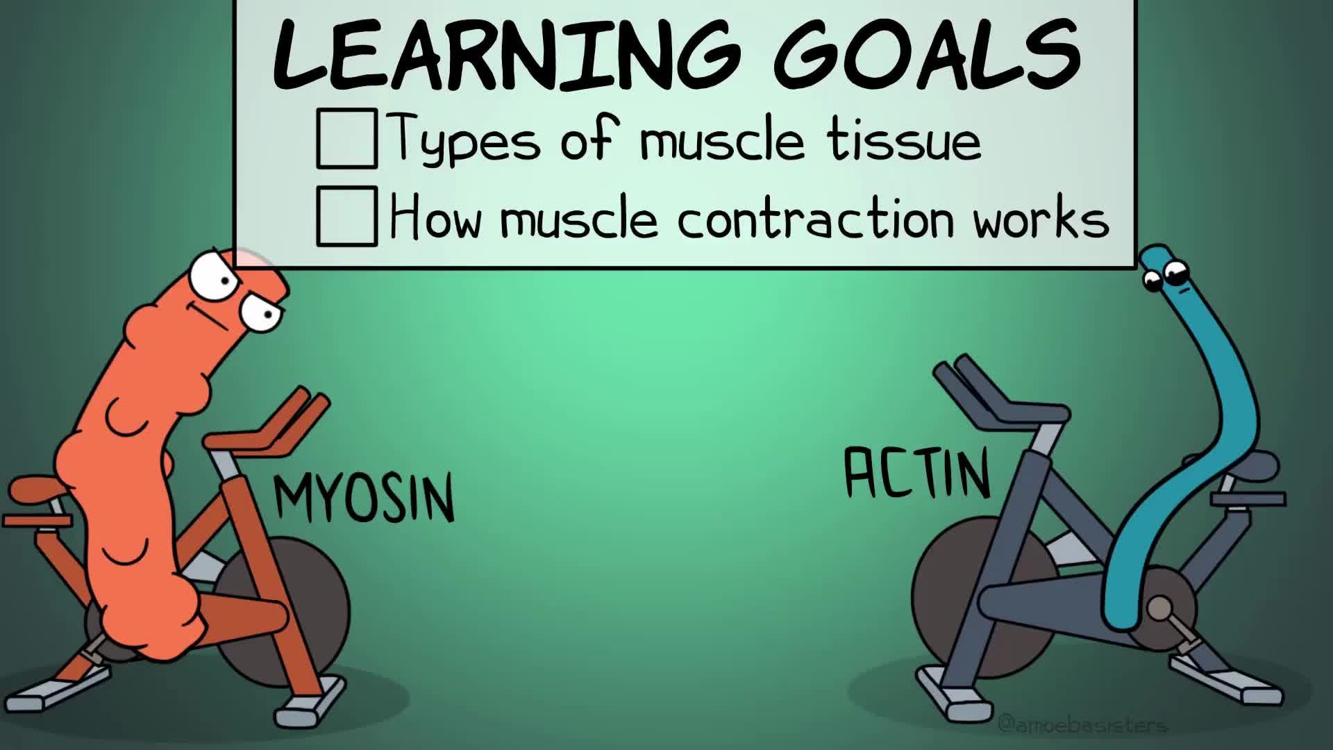 Muscle Tissues and Sliding Filament Model | ClickView