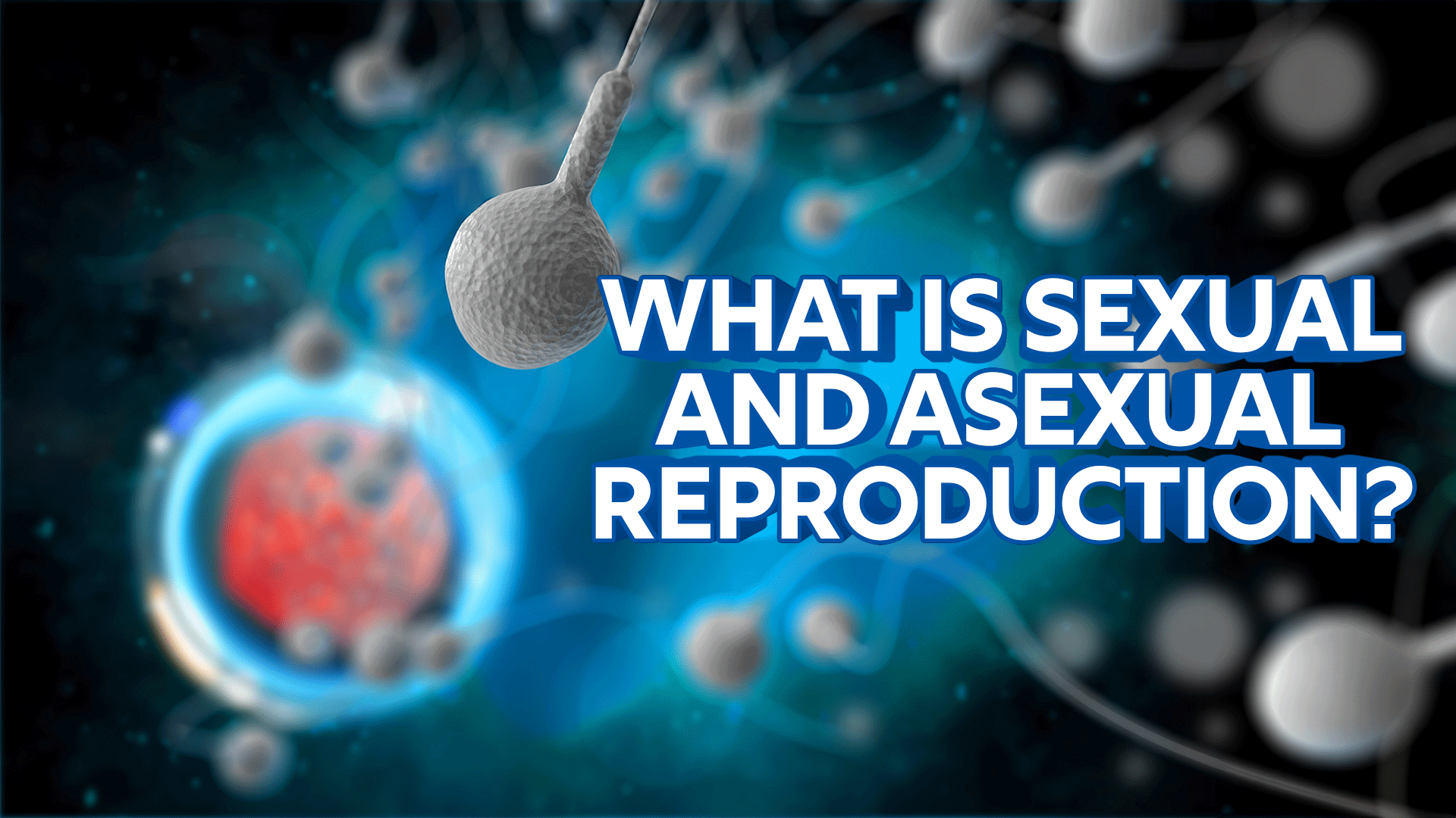 Sexual and Asexual Reproduction Video & Resources | ClickView