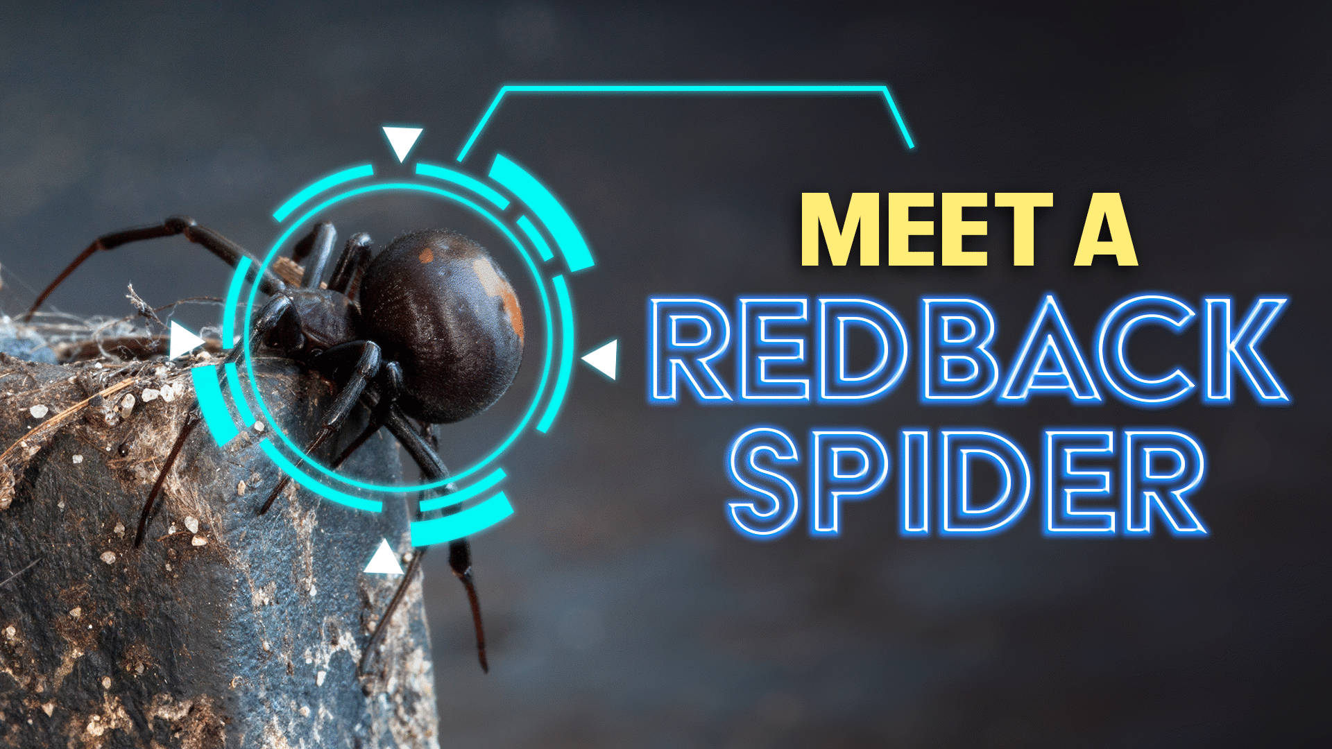 Meet the Predator: Redback Spider | ClickView