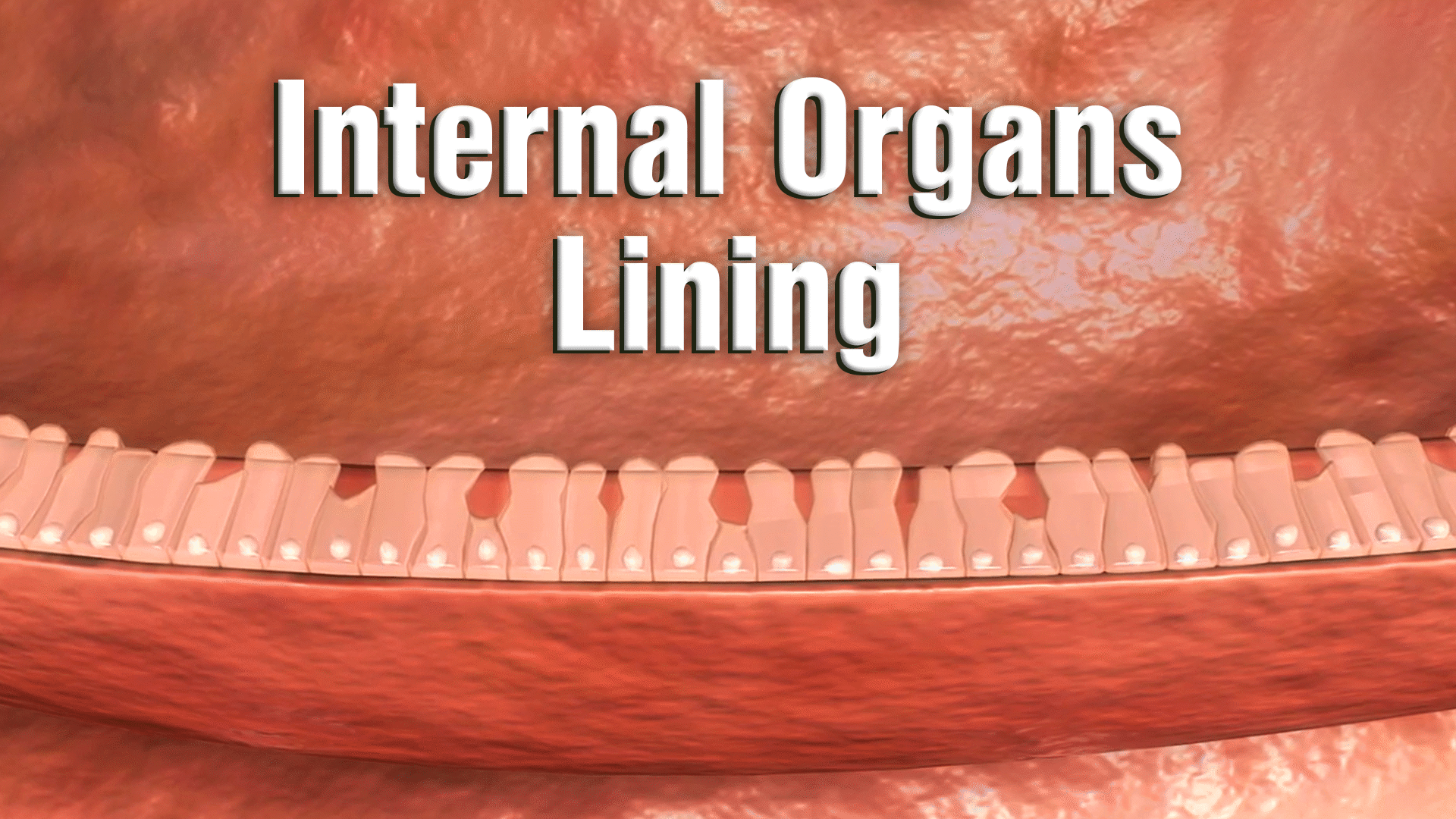 Columnar and Glandular Epithelial Tissues | ClickView