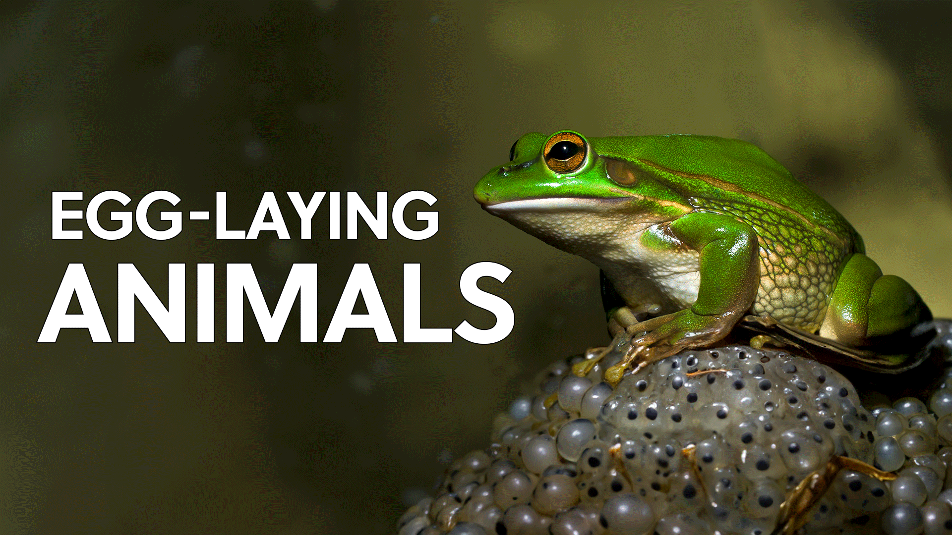 Egg-Laying Animals: Fishes, Amphibians and Reptiles | ClickView