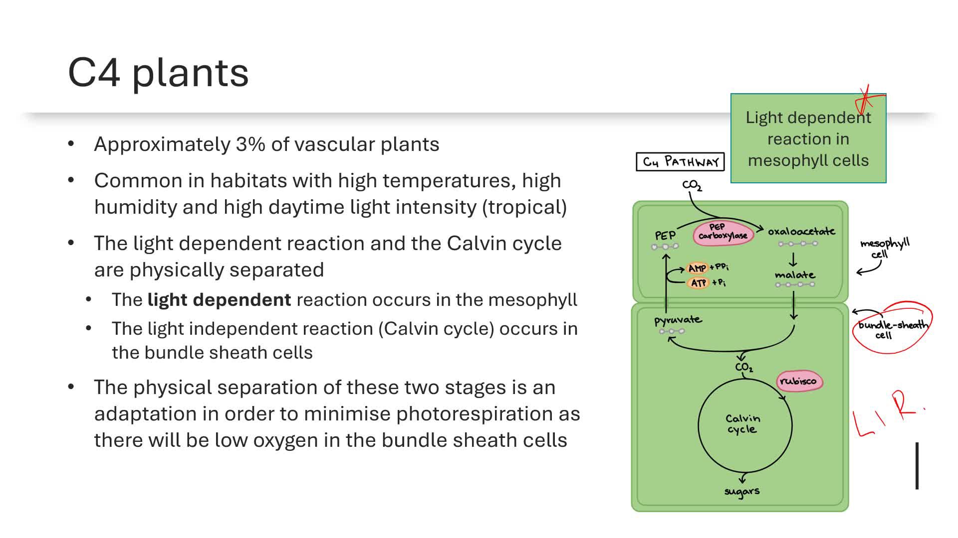 C3 C4 and CAM photosynthesis (U3 AOS2) - ClickView