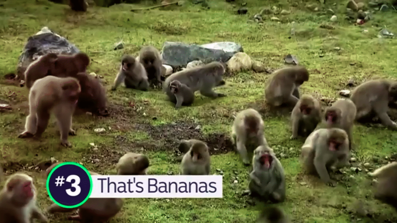 Monkey Scotland - And finally, to a Zoo in Sc... - ClickView