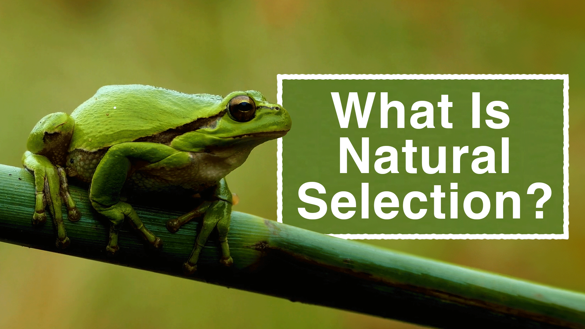 What Is Natural Selection? Video & Resources | ClickView