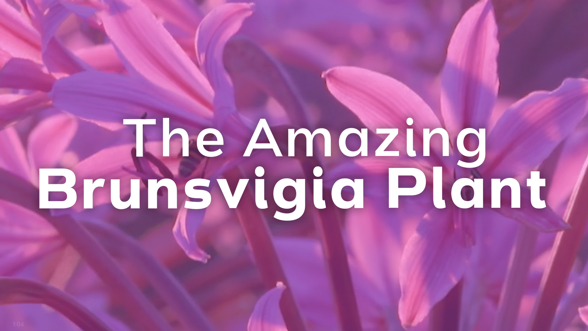 Amazing Plants: Plant Life Cycle | ClickView