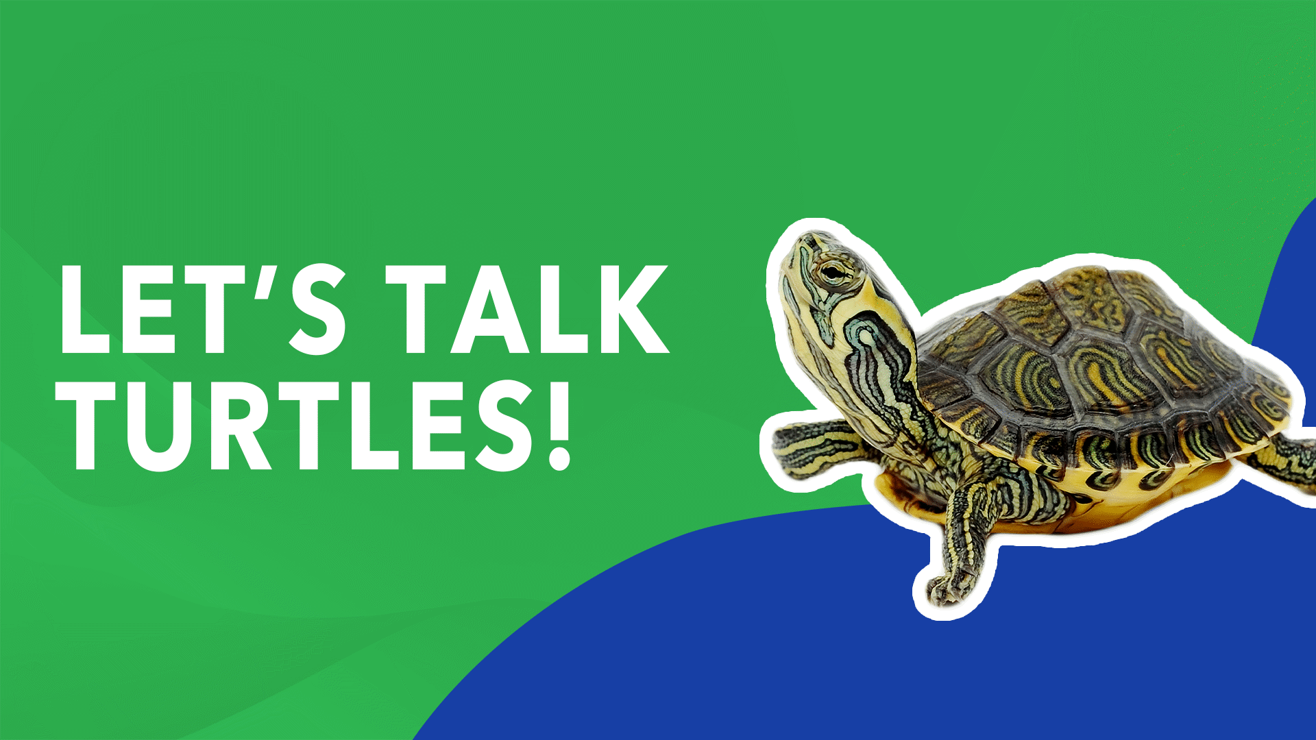 Sea Turtle Inc. presents Let’s Talk Turtles! | Streamable Learning