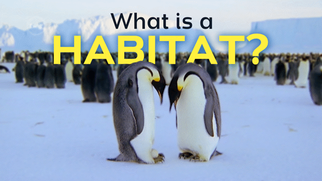 Habitats Videos, Resources & Worksheets | ClickView Habitats Videos, Resources & Worksheets | ClickView