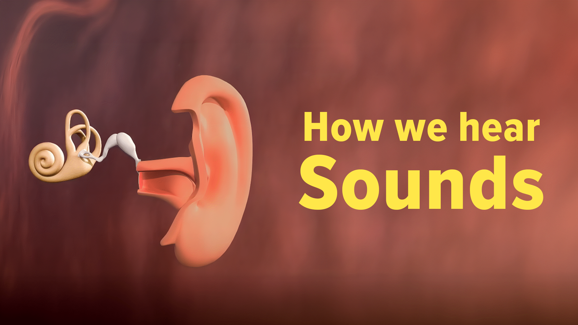 How We Hear Sounds Video & Resources | ClickView