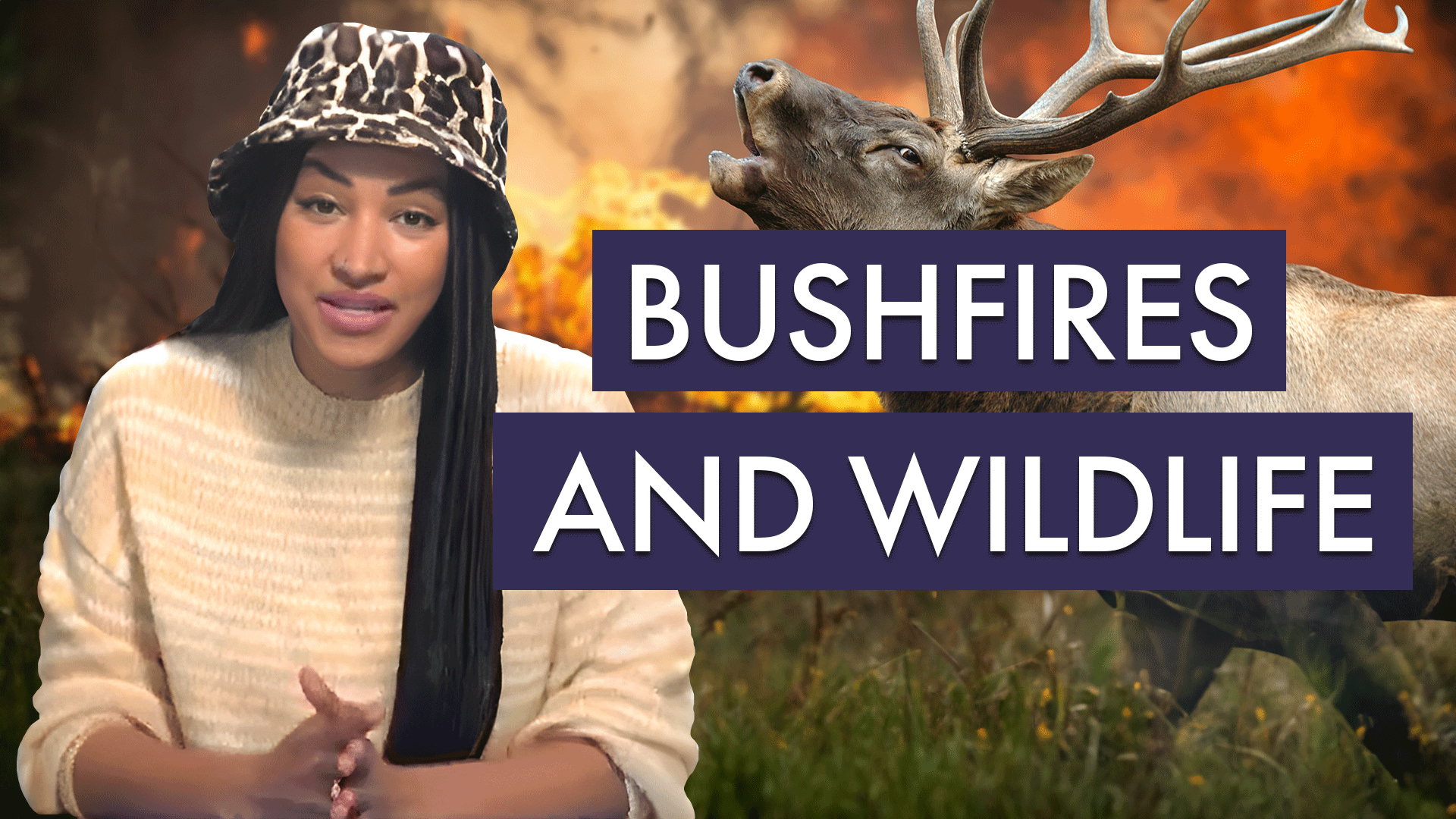 3 Billion Animals Impacted by Bushfires | ClickView