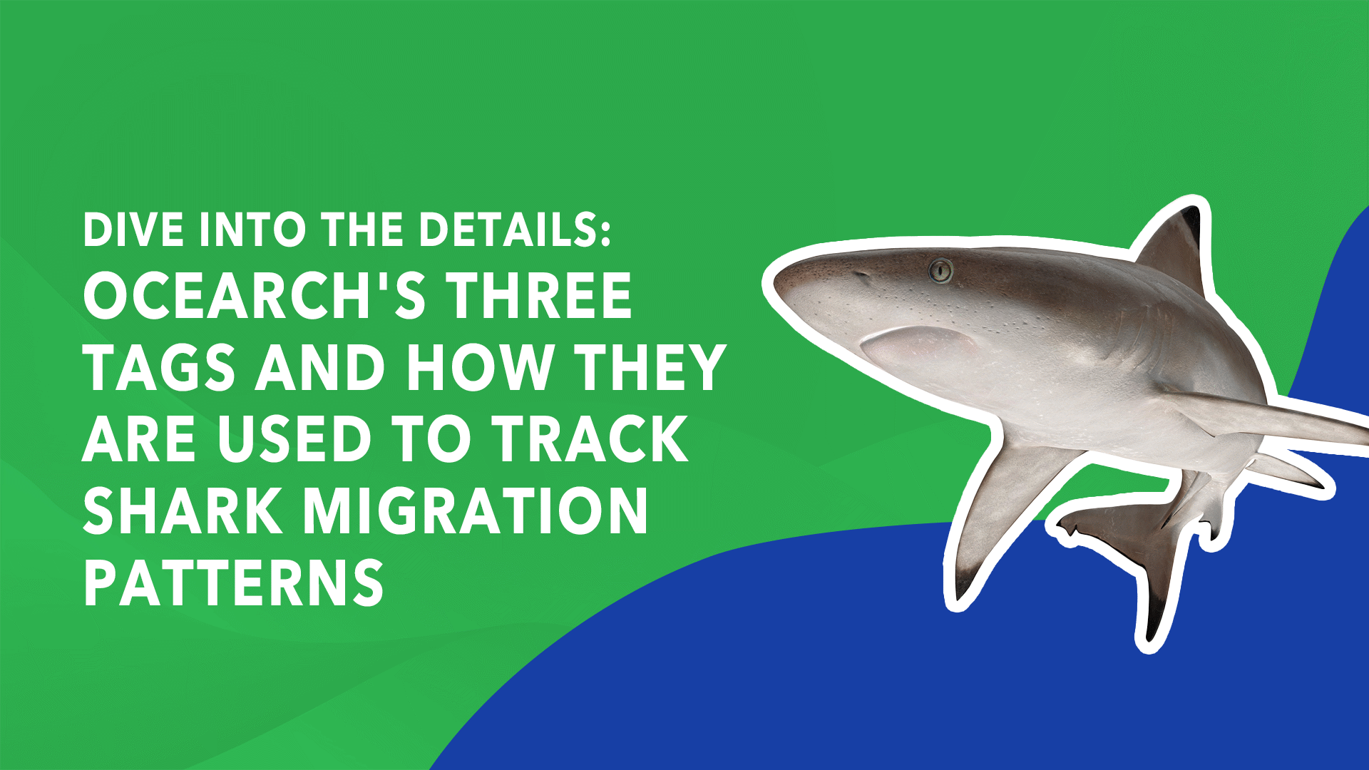 Dive Into the Details: Ocearch's Three Tags and How They are Used to ...