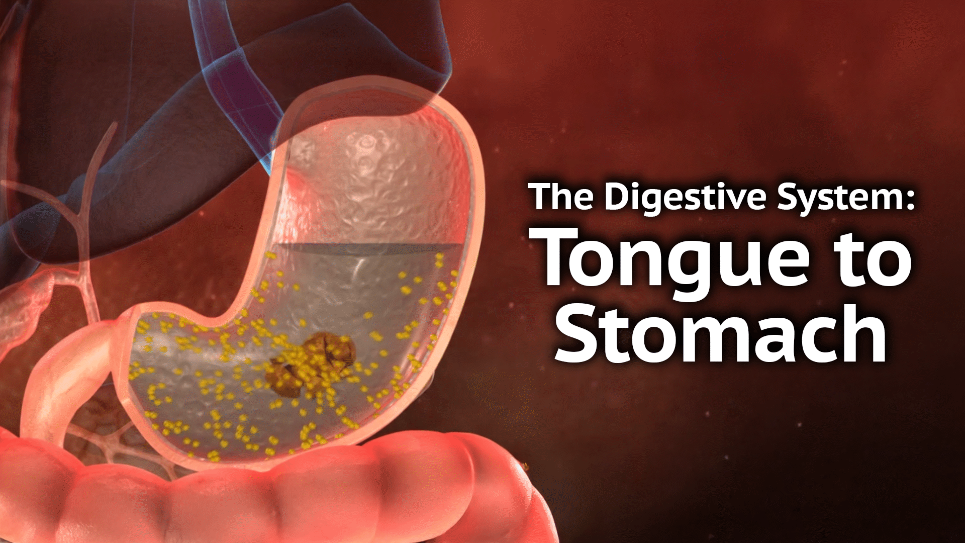 The Digestive and Excretory Systems | ClickView