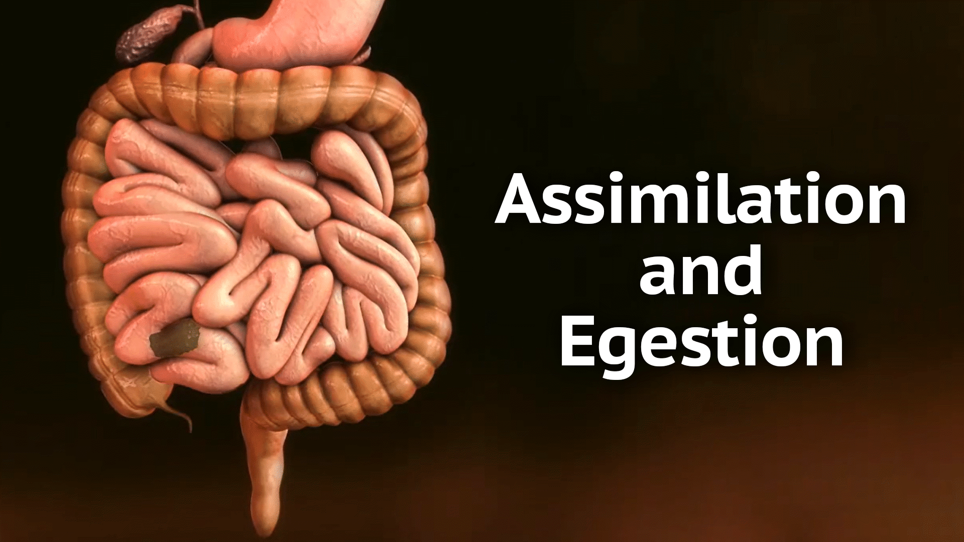 The Human Digestive System: Assimilation and Egestion | ClickView