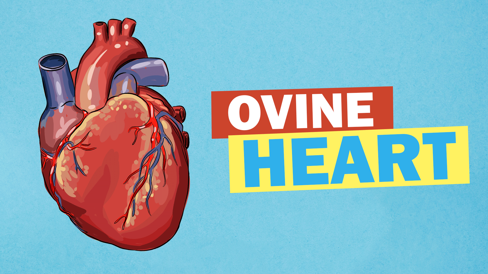 Ovine Heart Video & Resources | ClickView