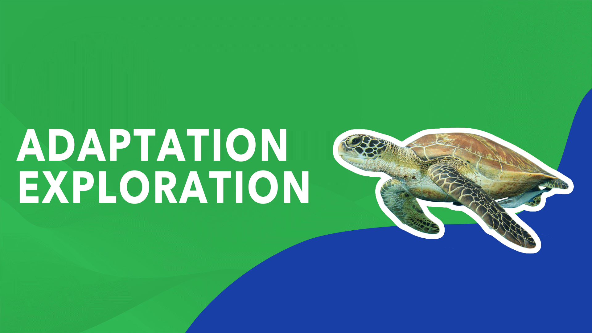 Sea Turtle, Inc. presents Adaptation Exploration | Streamable Learning