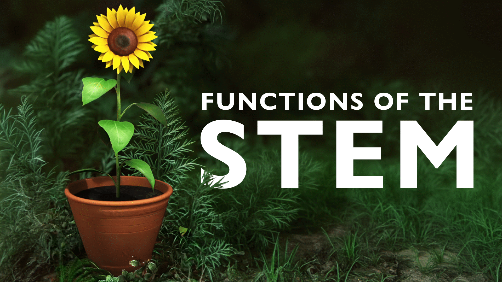 The Plant Stem and its Functions | ClickView