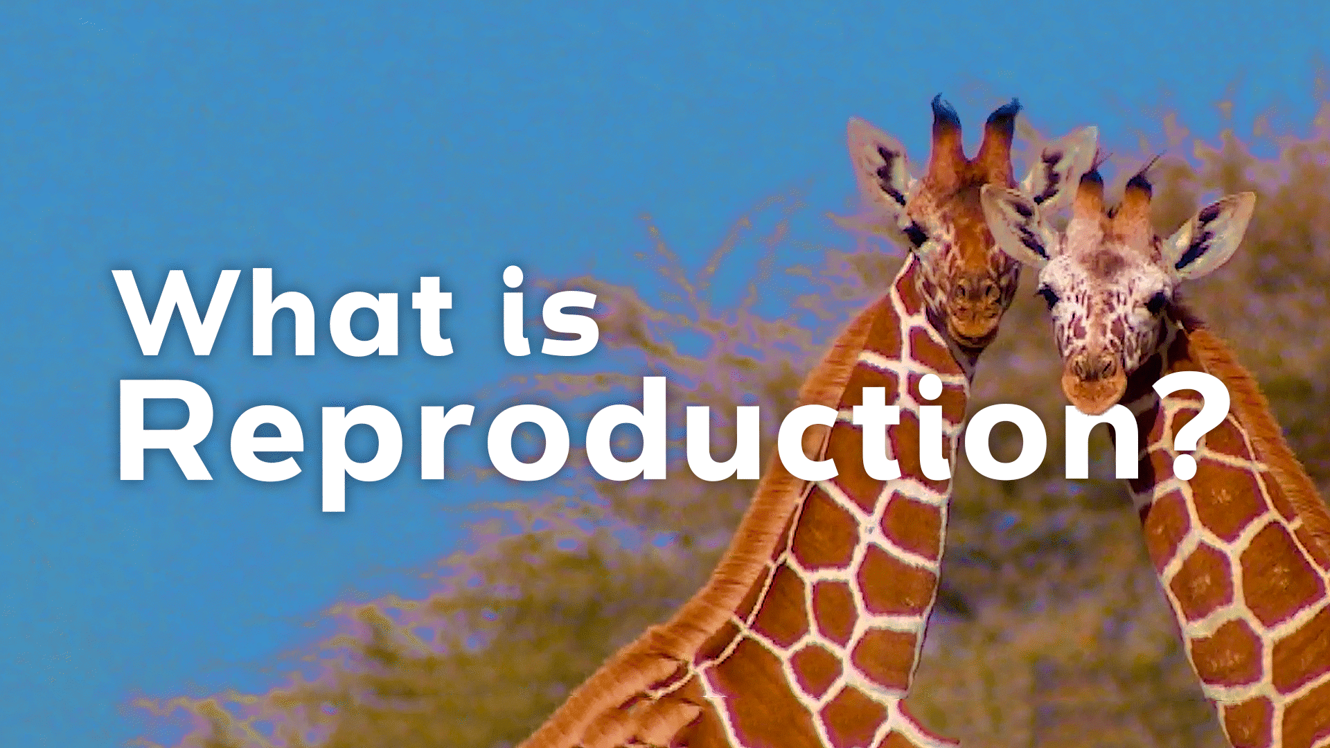 Reproduction Video & Resources | ClickView