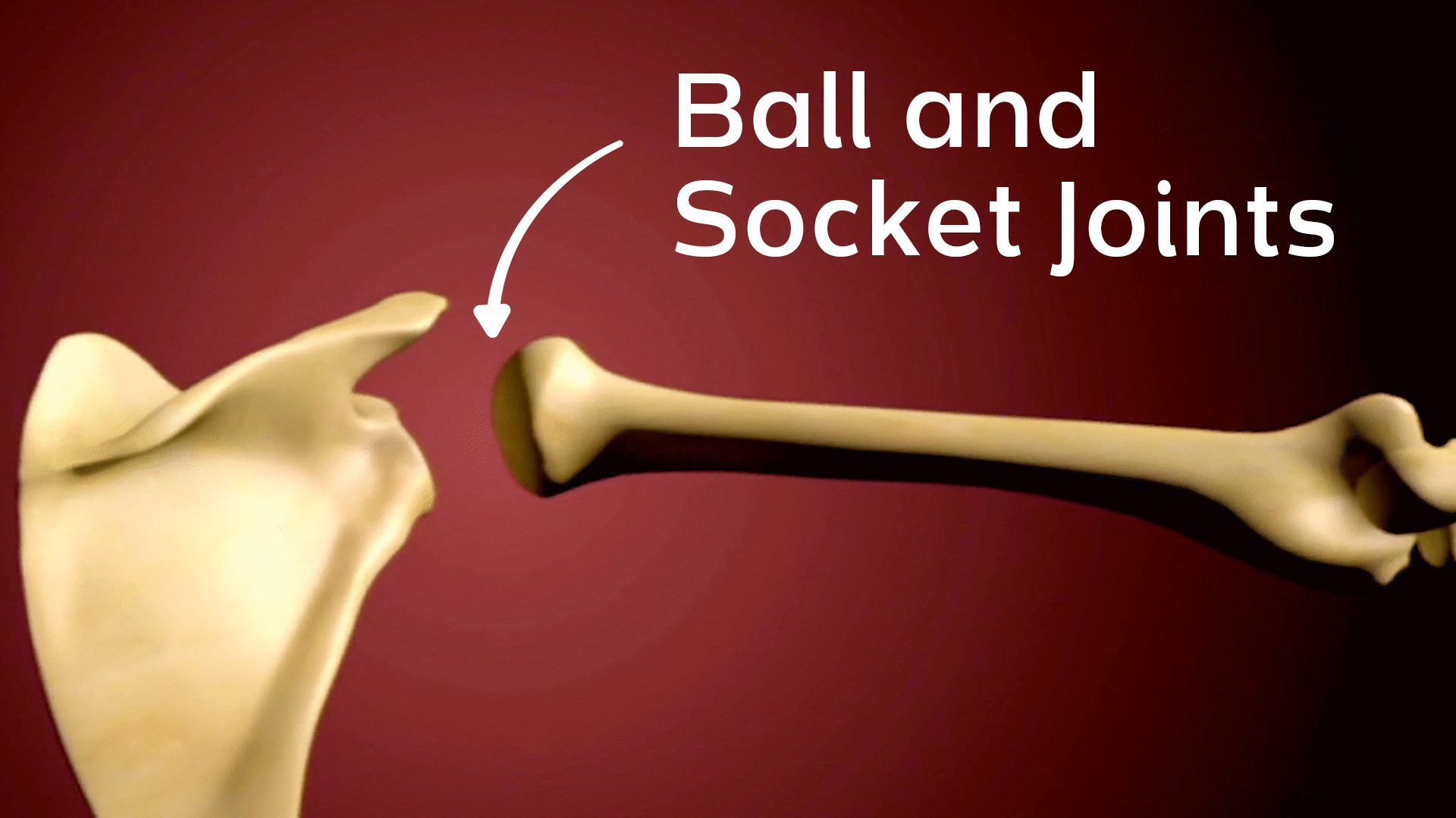 Ball and Socket Joints Video & Resources | ClickView
