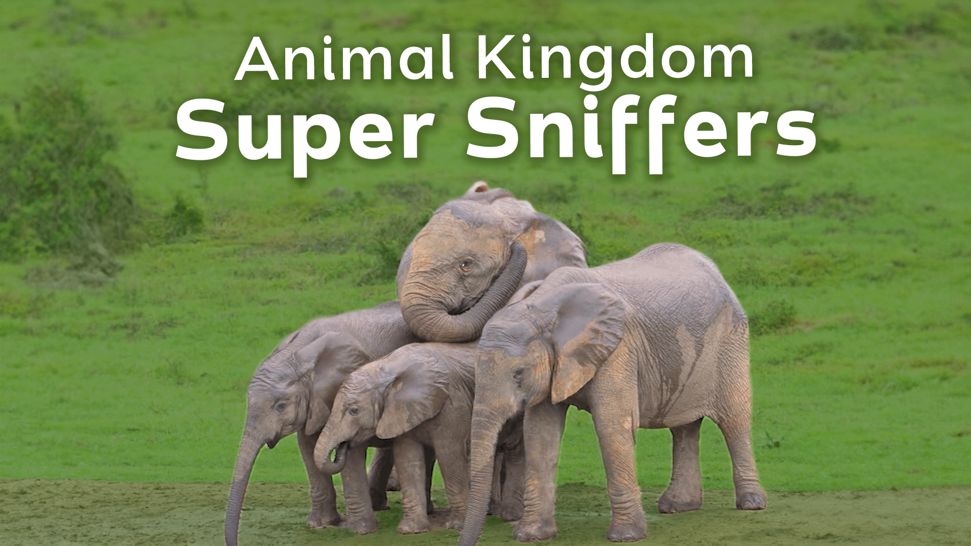 Super Sniffers Video & Resources | ClickView