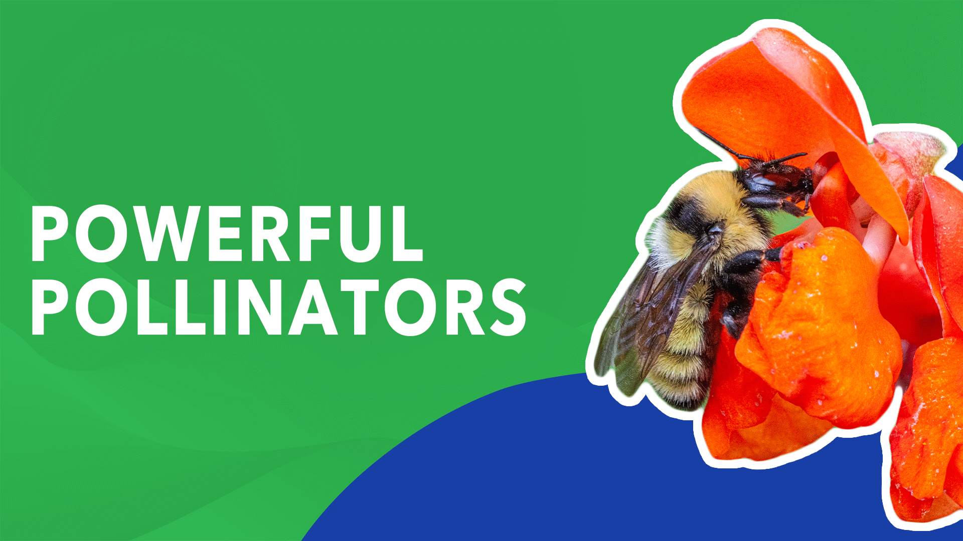 Missoula Butterfly House and Insectarium presents Powerful Pollinators | Streamable Learning