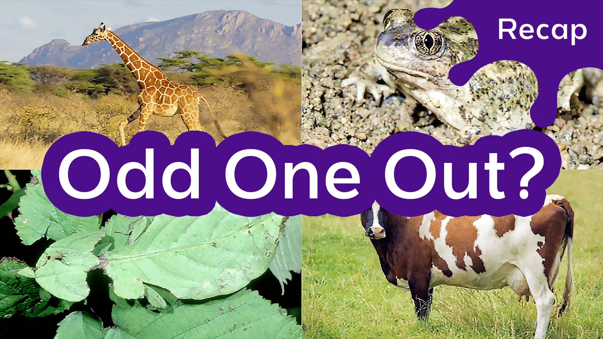 Living Things in their Environments | ClickView