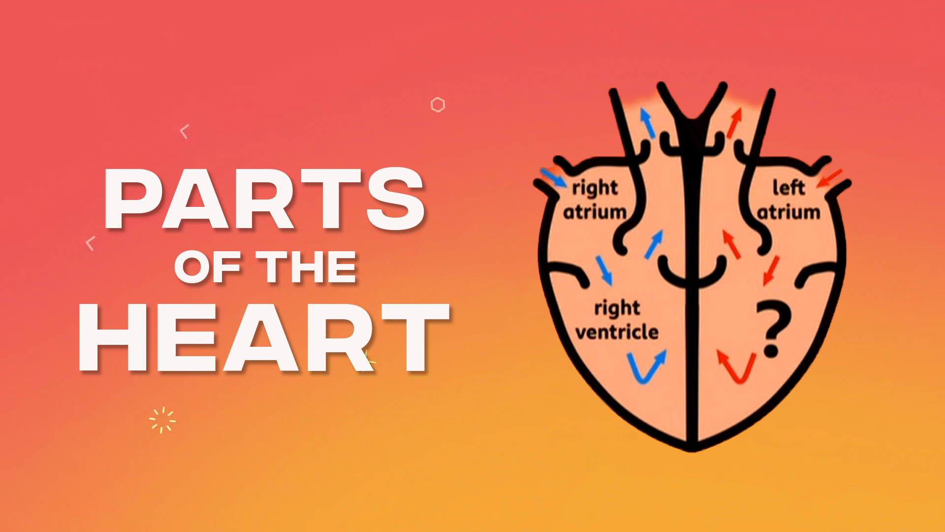 Circulatory System Videos, Resources & Worksheets | ClickView