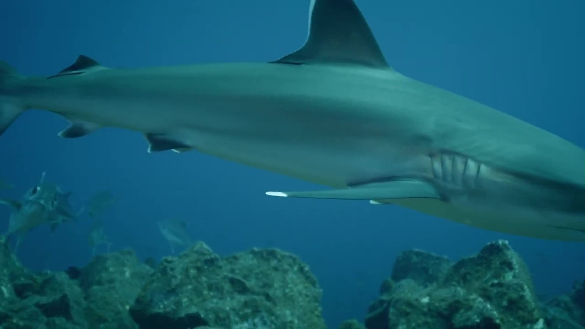 Shark Senses: Smell Video & Resources | ClickView