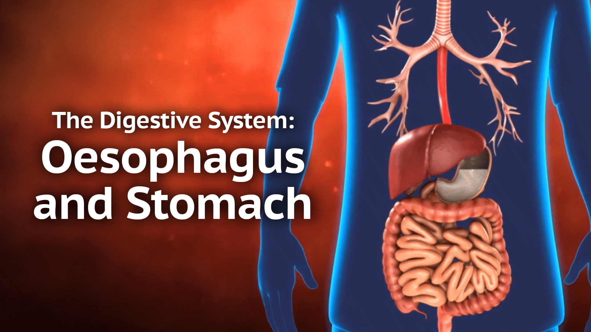 The Human Digestive System: Oesophagus and Stomach | ClickView