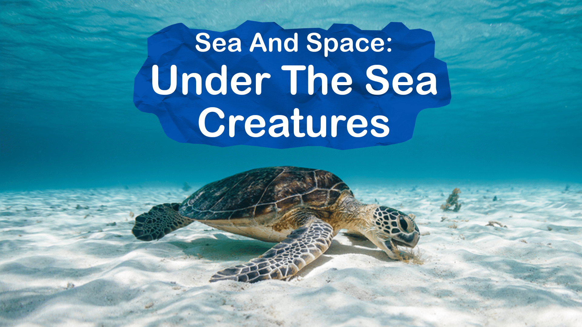Sea And Space: Under The Sea Creatures | ClickView