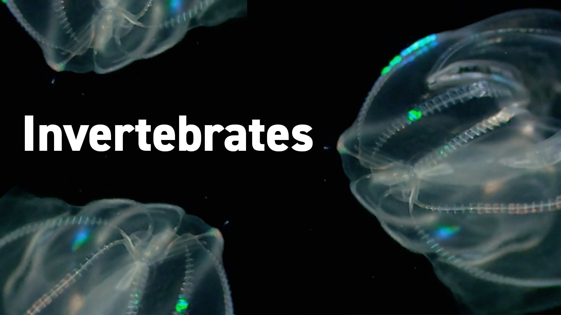 What Is an Invertebrate? Video & Resources | ClickView