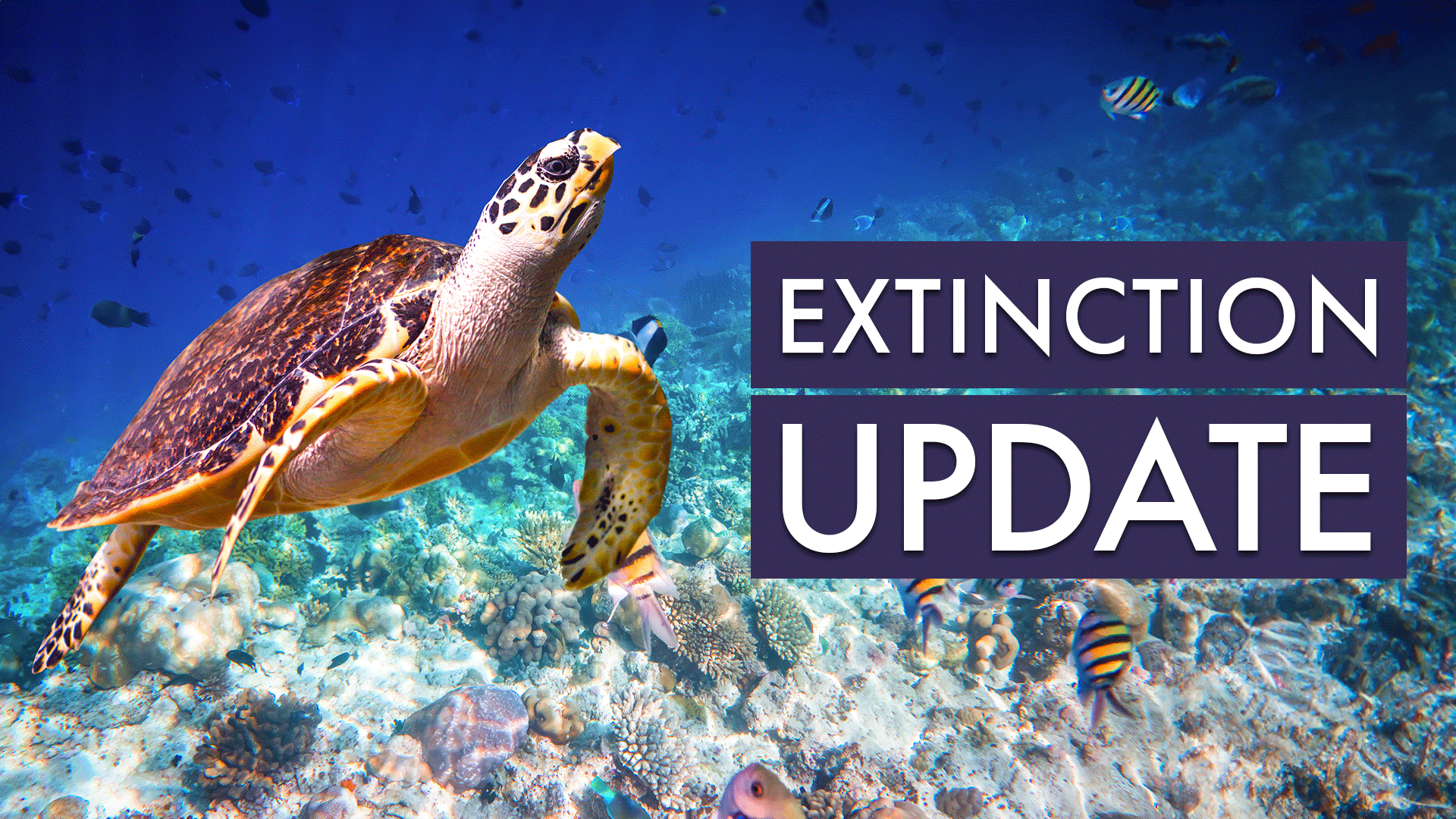 Extinction Report Video & Resources | ClickView