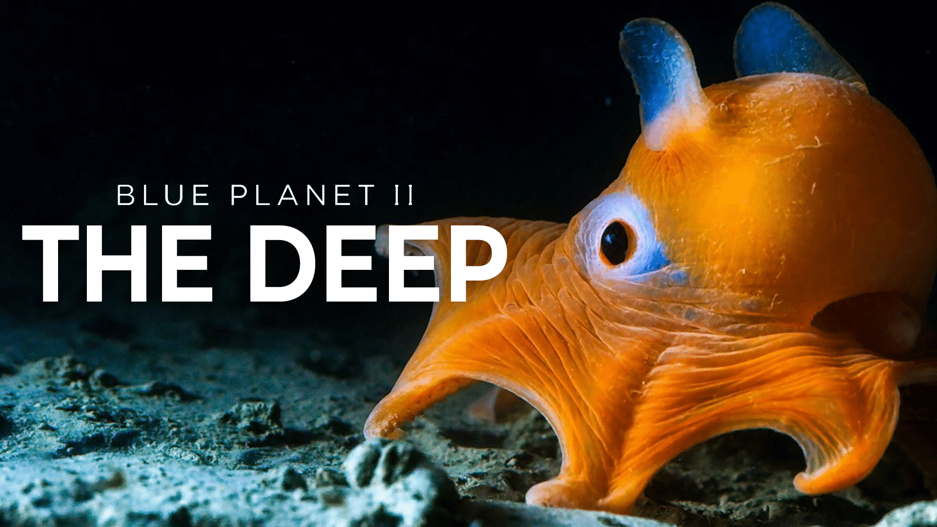 Oceans and Continents Videos & Worksheets | ClickView